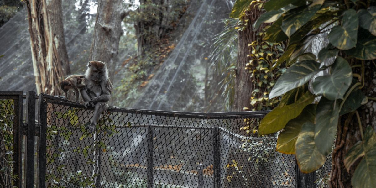 Aproveite o Desconto Exclusivo no Badoca Park: Uma Experiência ...